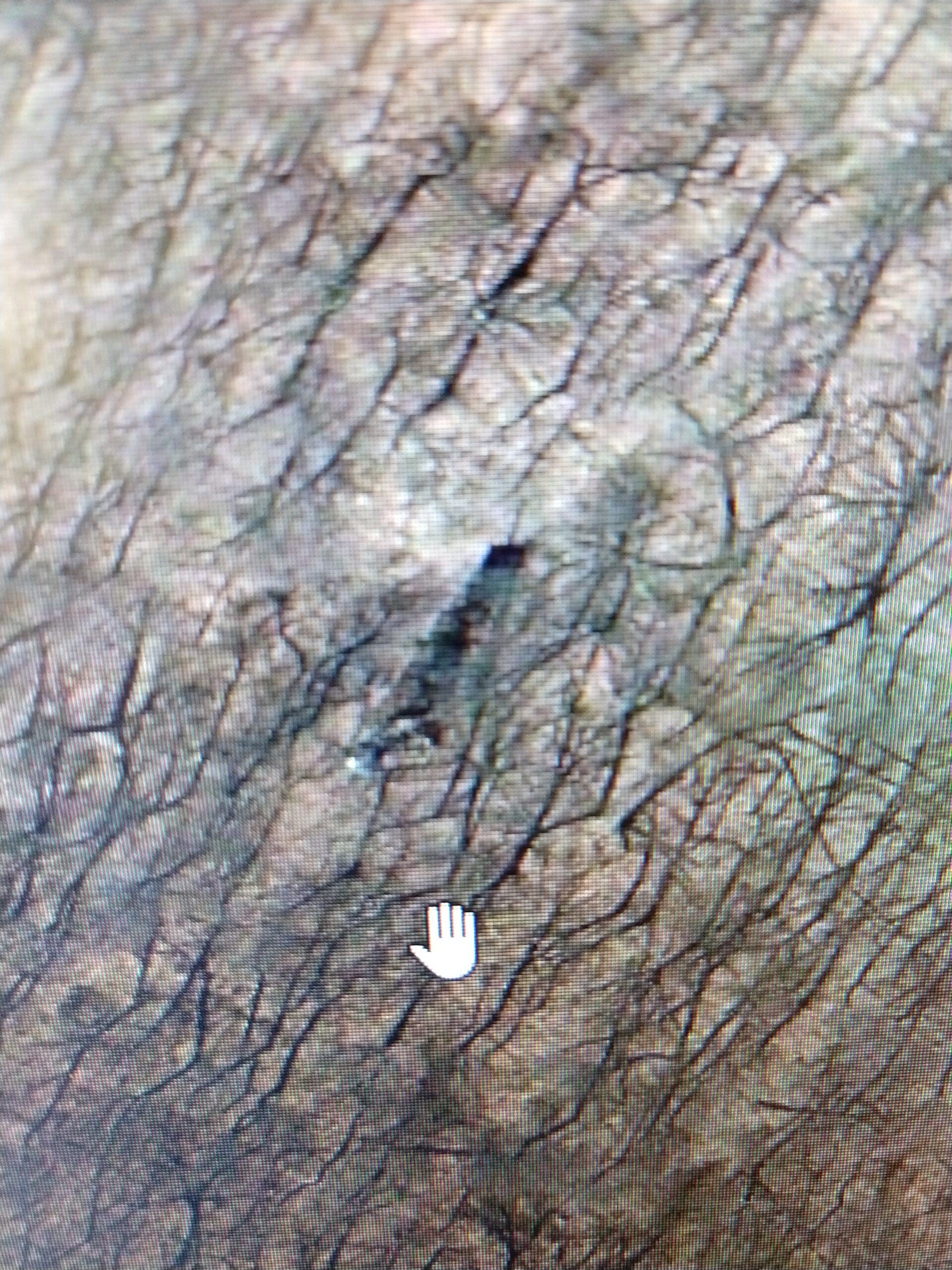 Lilly - Indiana Fire Towers (by Mark A)